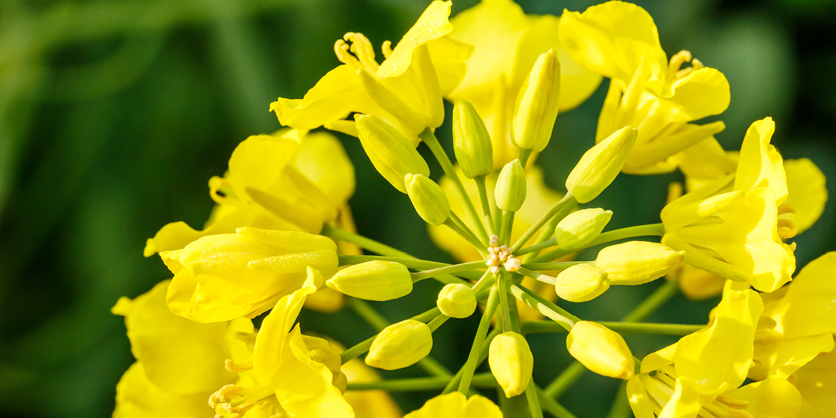 BASF | Agricultural Solutions - Eastern Canada